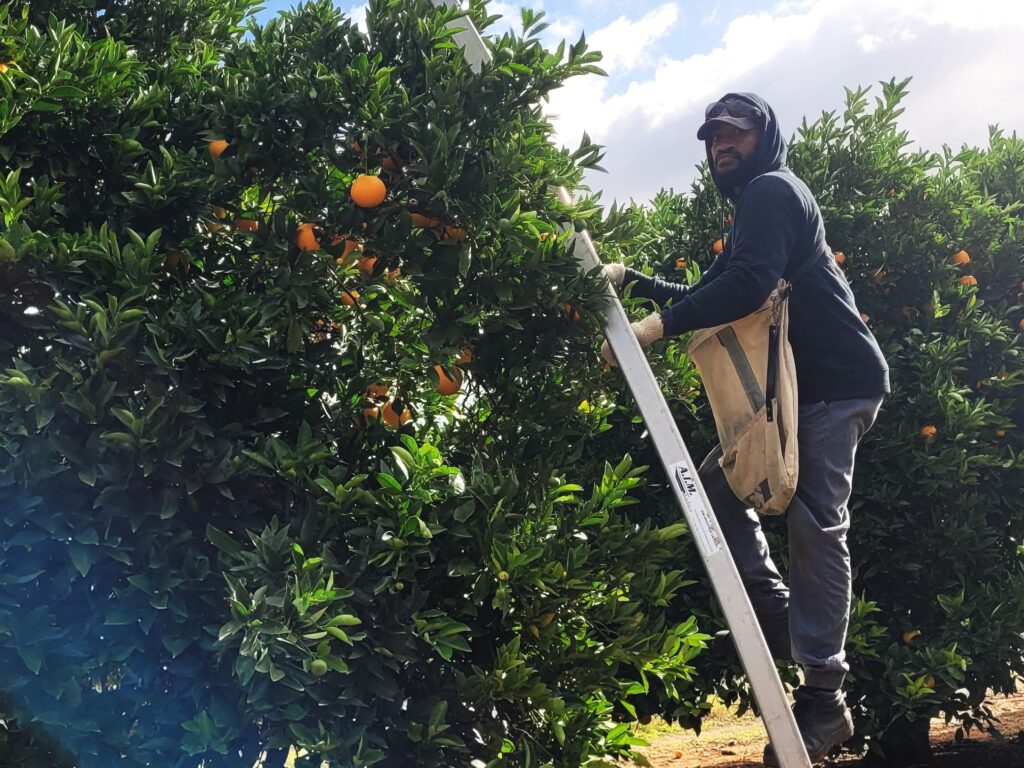 ABC Software - Specialist Orchard, Farm & Packhouse Software